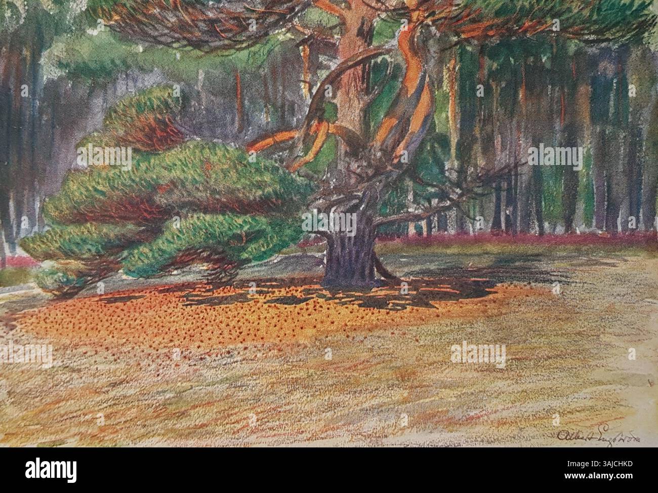 'Min tall vid St Anna' (My Pine Tree at St Anna) by Albert Engström ...