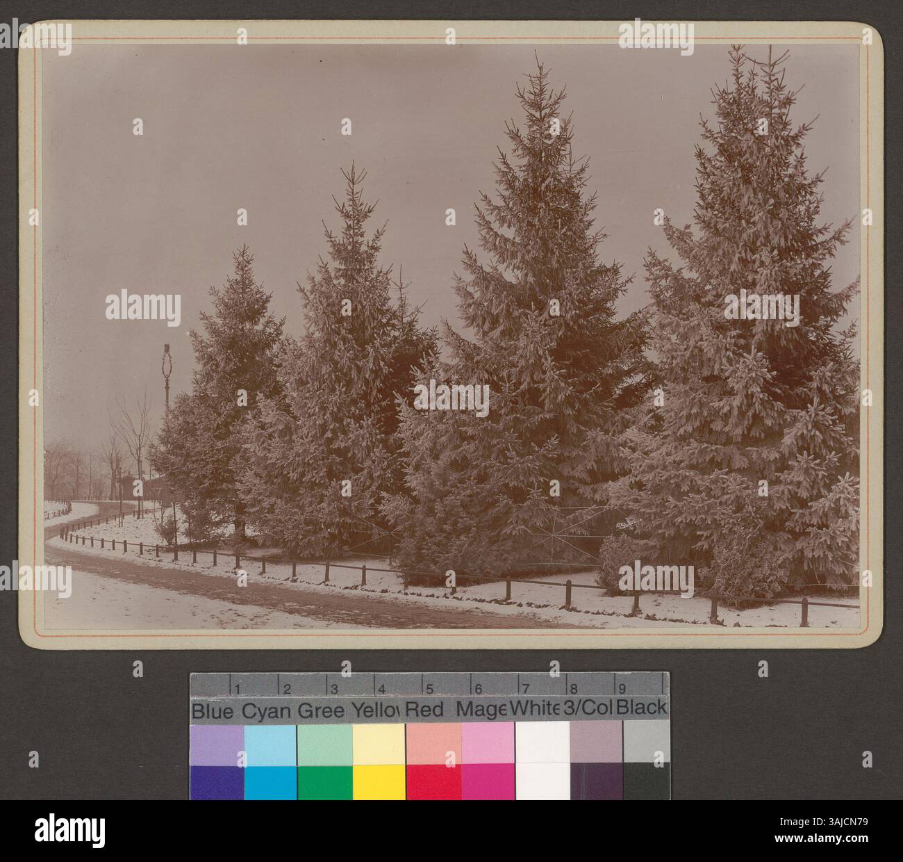 The photograph shows a group of fir trees near a hill, facing east. The ...