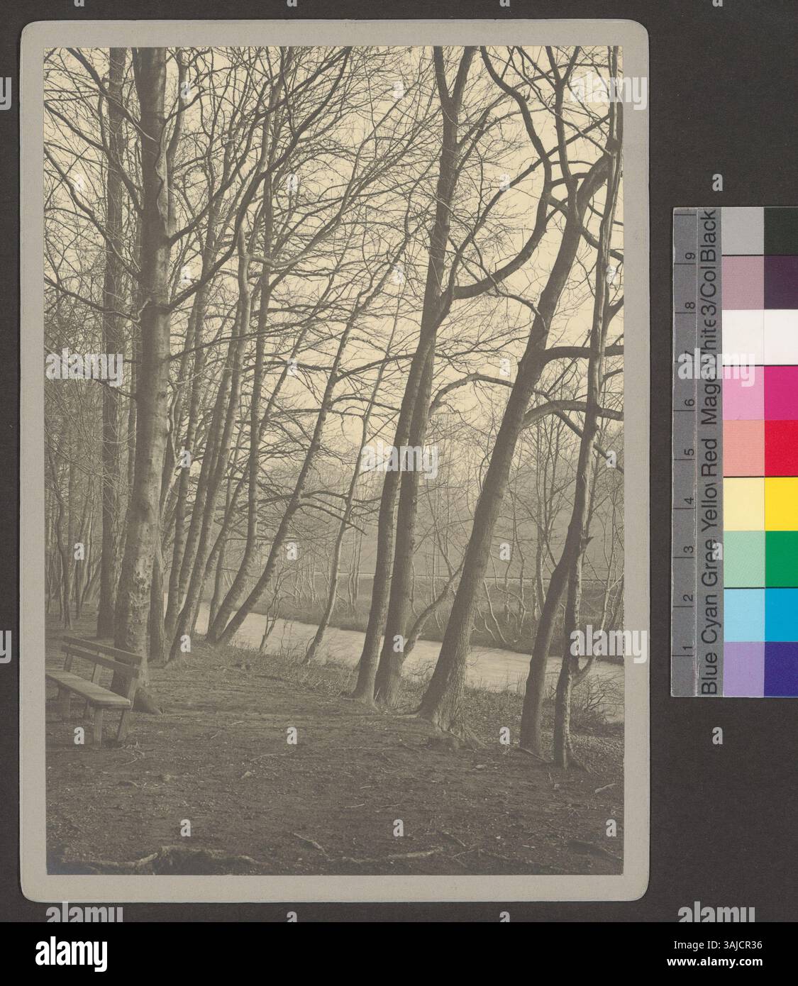 Photograph of a group of trees at Sihlhölzli, Zurich, taken in 1903 ...