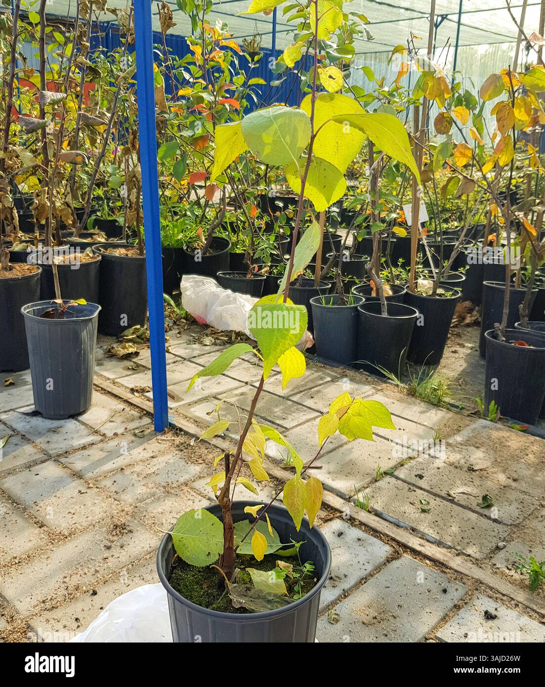 Fruit tree seedlings in plastic pots in nursery, spring planting in ...