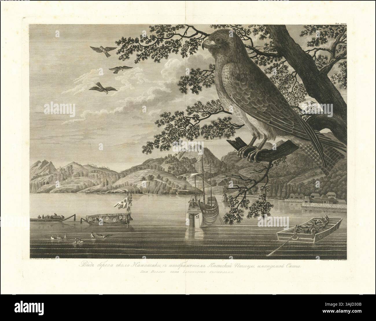 An illustration of the Japanese fish hawk (Bisago), painted by Wilhelm ...