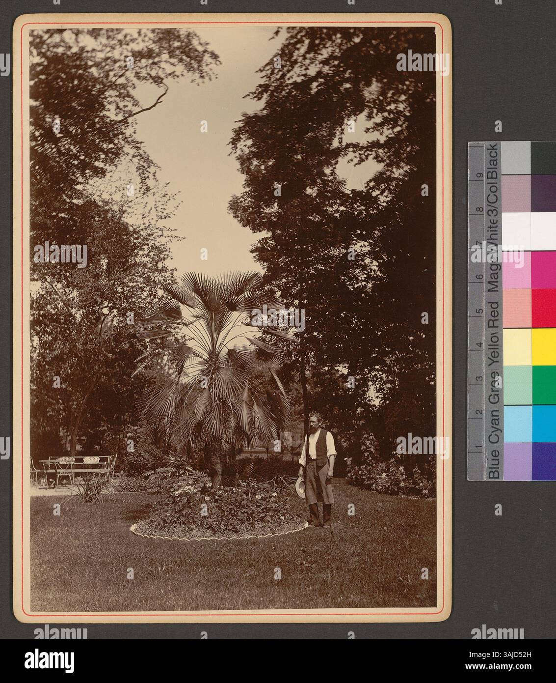 This 1890 photograph by Robert Breitinger shows a palm tree near the ...