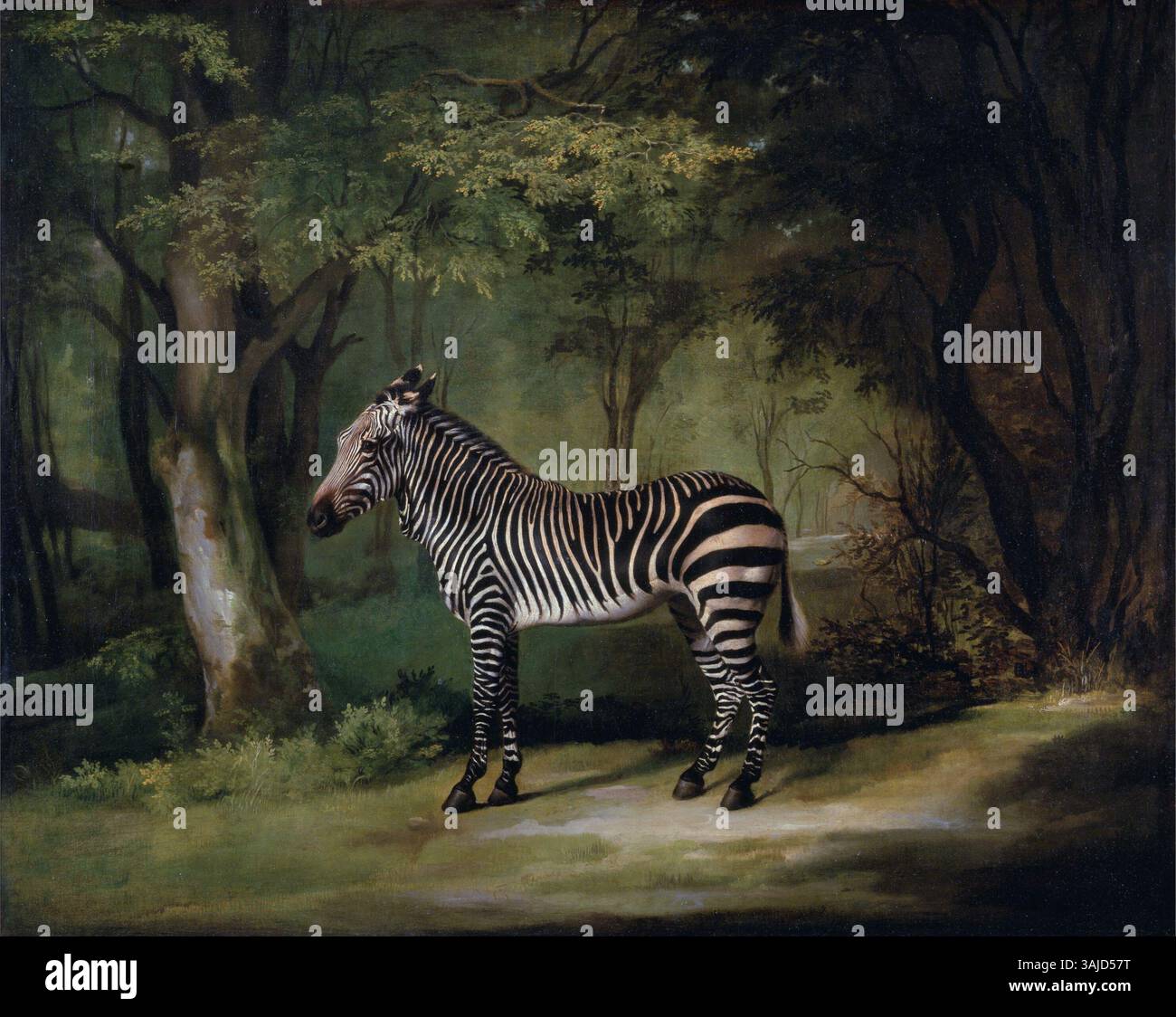 George Stubbs' 1763 oil painting of a zebra captures the animal's ...