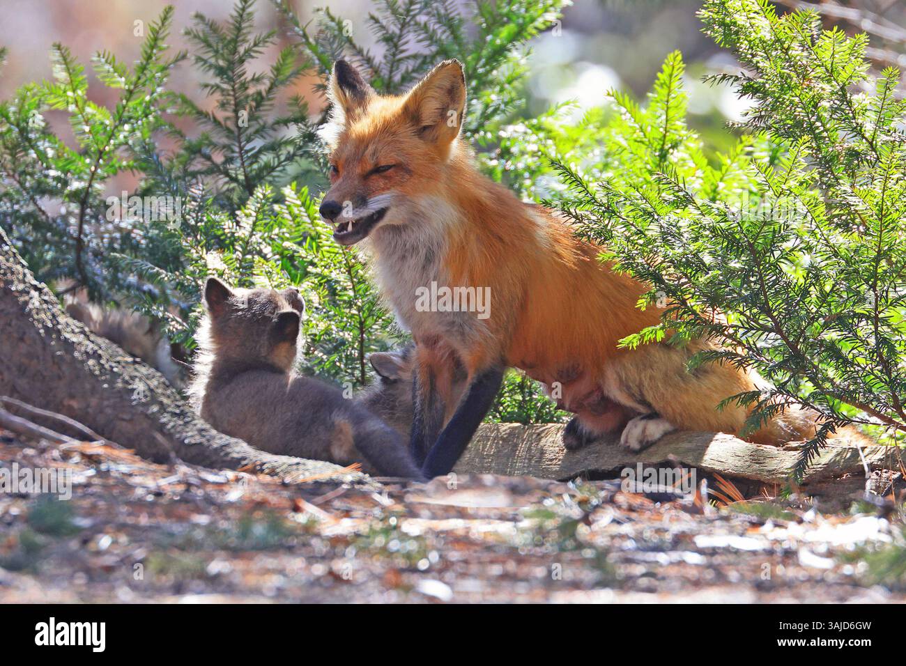 The mother fox shows her prey to the baby in the forest, Canada Stock ...