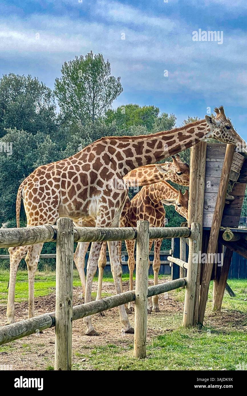 A captivating scene of giraffes feeding in a wooden enclosure ...