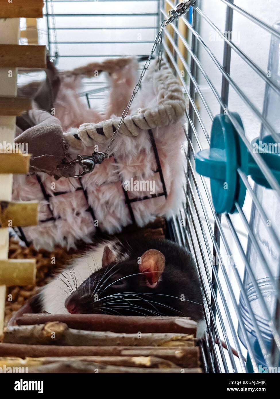 Rat is sleeping in a cage with a pink blanket. The cage is made of wire ...