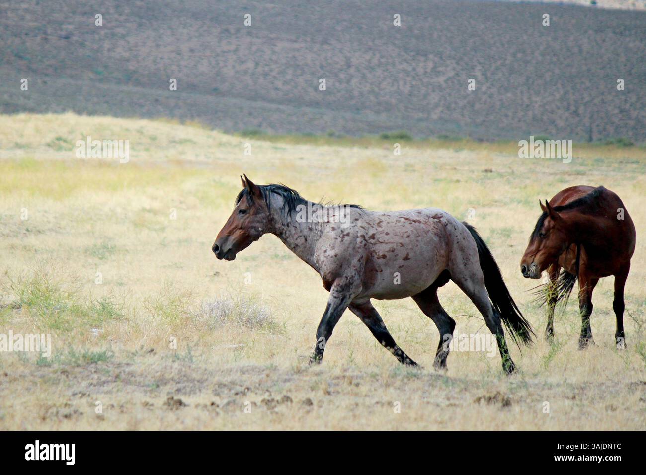 Wild bay roan mustang hi-res stock photography and images - Alamy