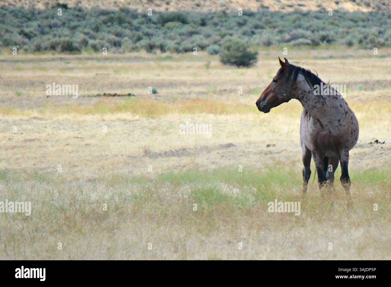Wild bay roan mustang hi-res stock photography and images - Alamy
