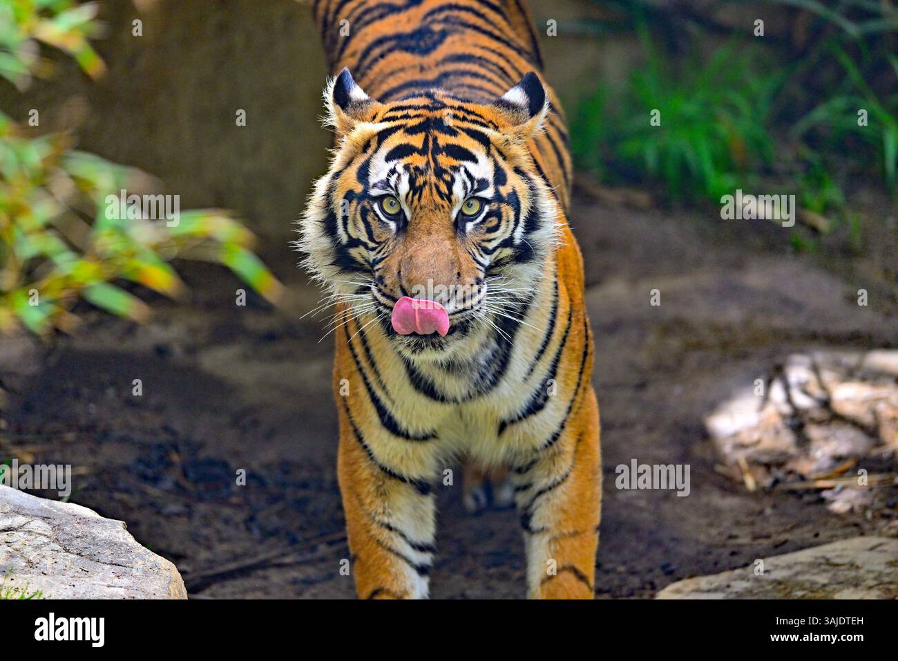 Sumatran tiger salivating for food Stock Photo - Alamy