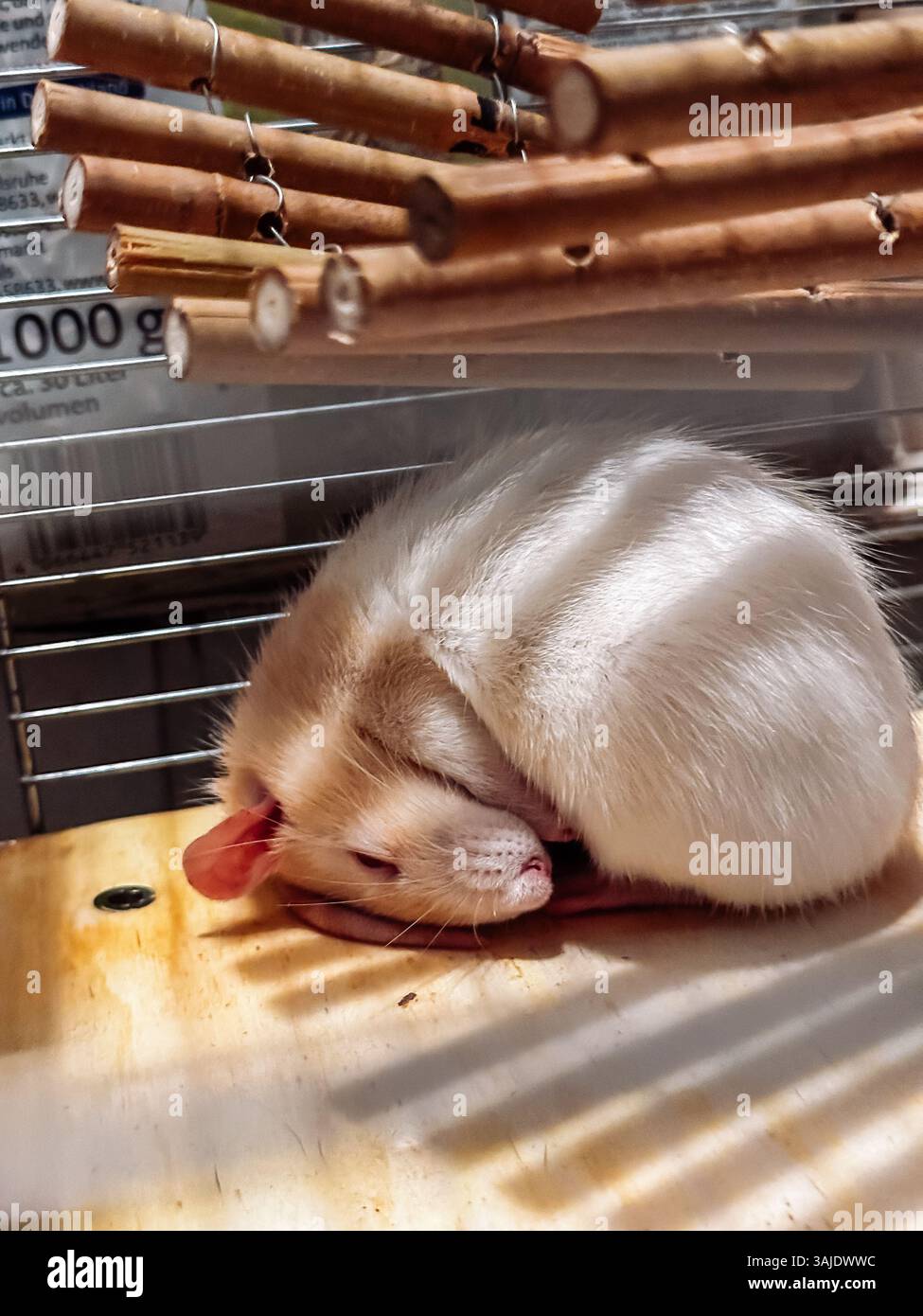 White rat is sleeping in a cage. The cage is made of wood and has a ...