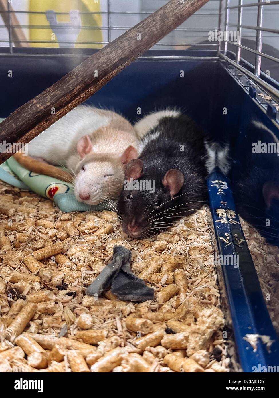 Two rats are sleeping in a cage. One is white and the other is black ...