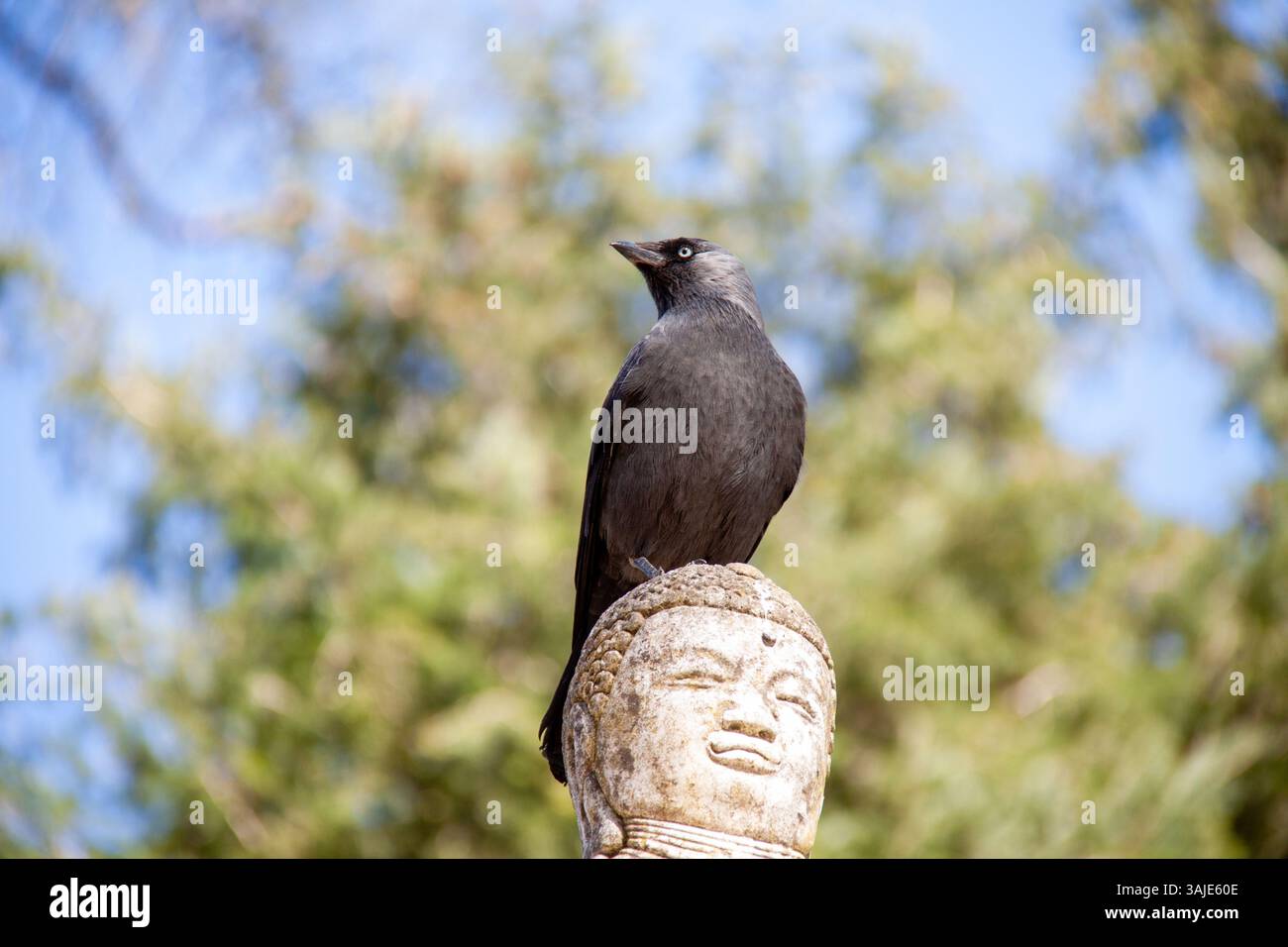 Dieren fotografie hi-res stock photography and images - Alamy