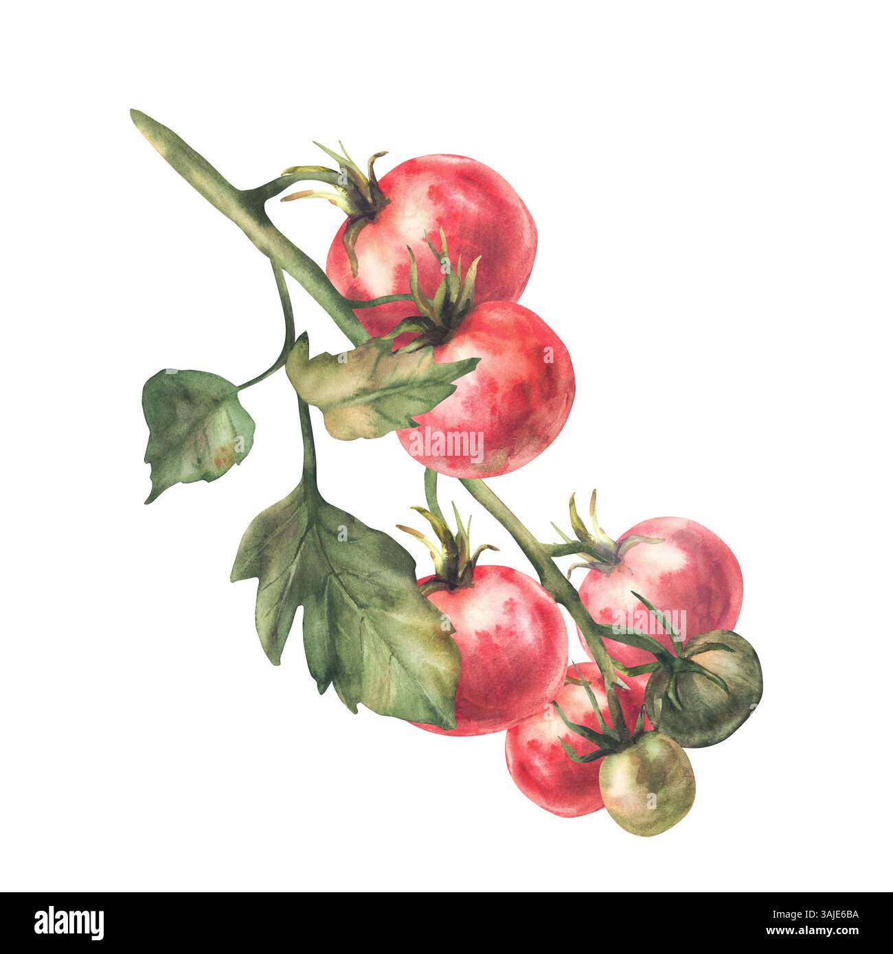 Red tomatoes on the vine with green leaves. Ripe and unripe vegetables ...