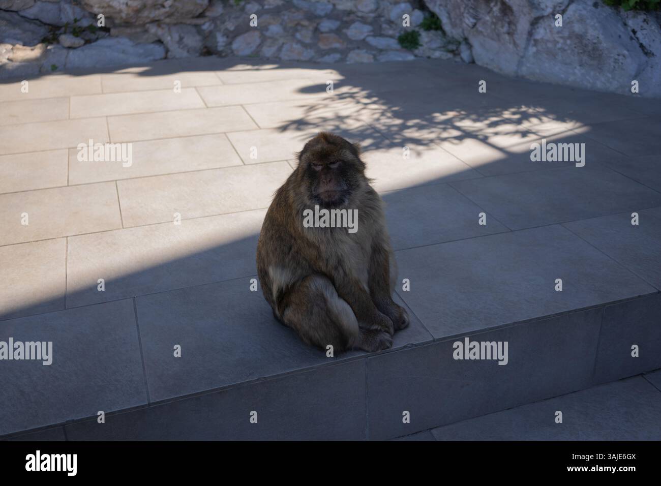 Monkey sitting on the steps in the park of Gibraltar Stock Photo - Alamy