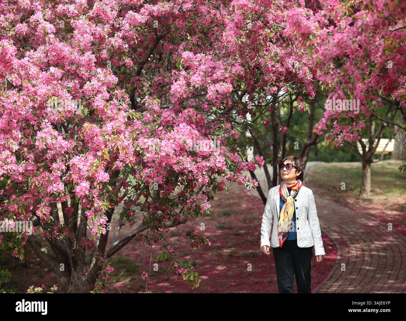 **CHINESE MAINLAND, HONG KONG, MACAU AND TAIWAN OUT** Begonia flowers ...