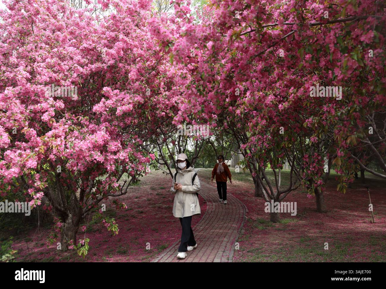**CHINESE MAINLAND, HONG KONG, MACAU AND TAIWAN OUT** Begonia flowers ...