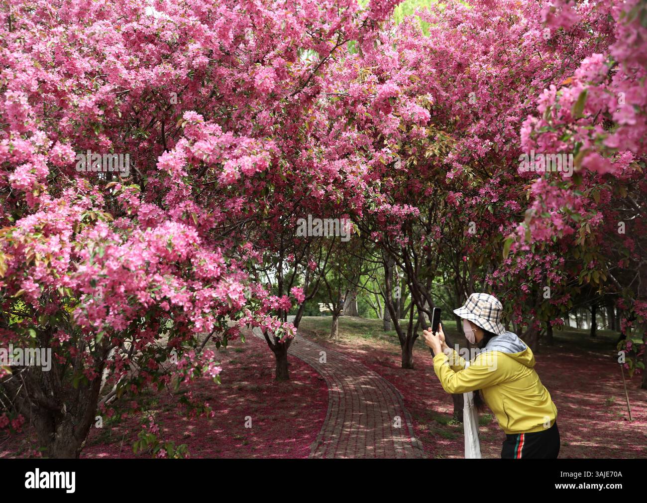 **CHINESE MAINLAND, HONG KONG, MACAU AND TAIWAN OUT** Begonia flowers ...