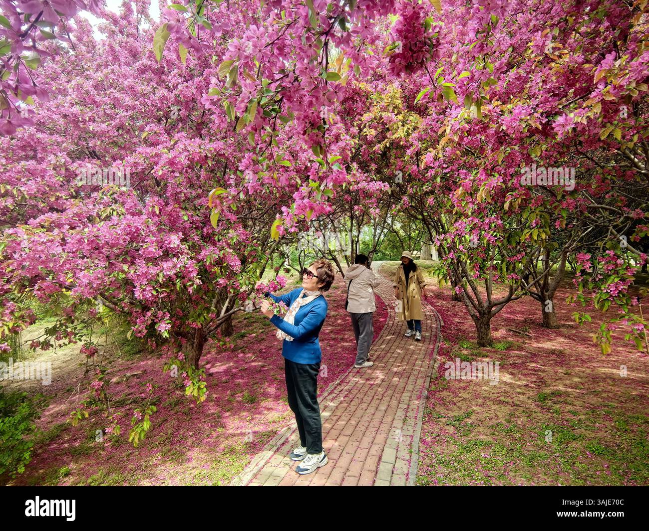 **CHINESE MAINLAND, HONG KONG, MACAU AND TAIWAN OUT** Begonia flowers ...