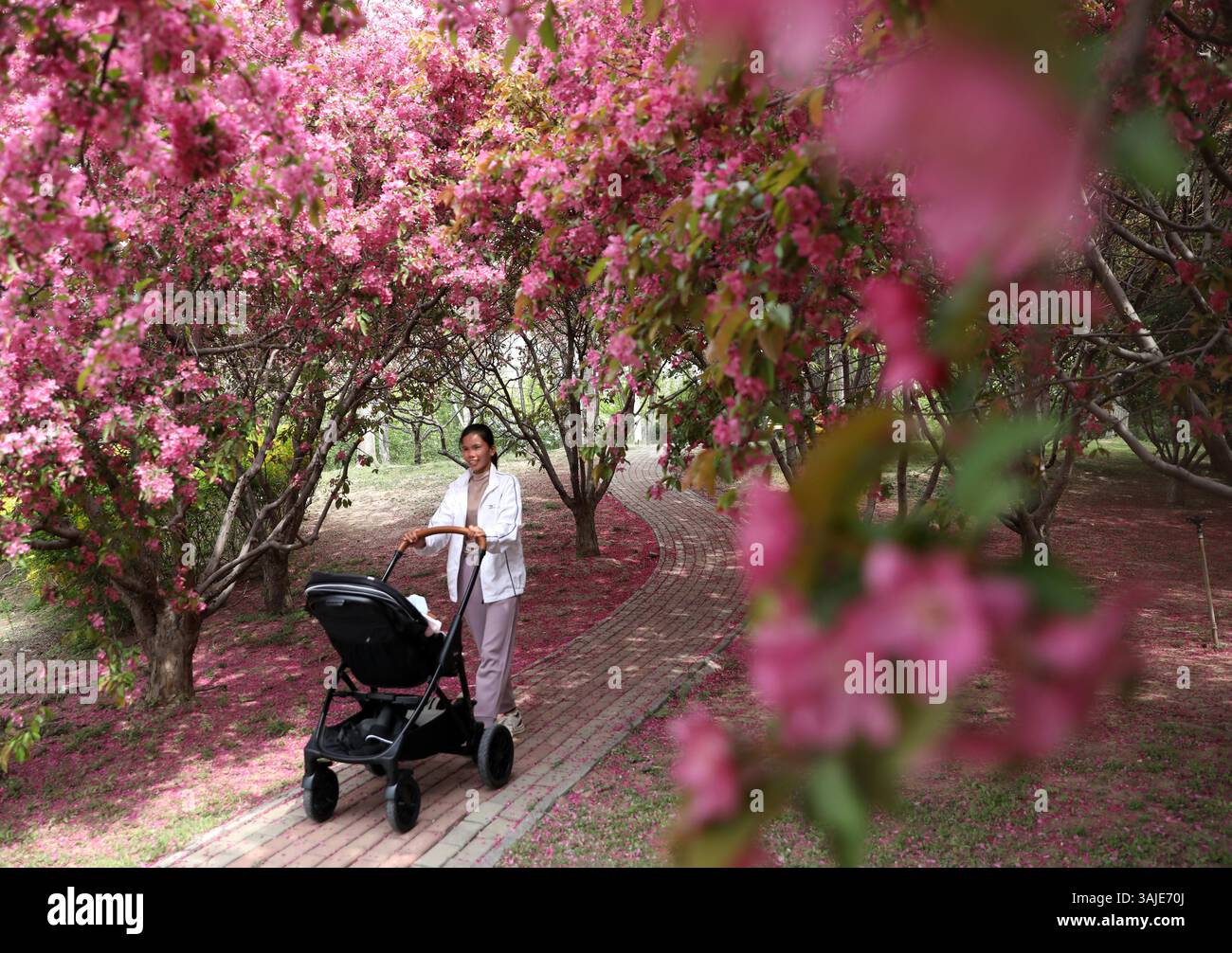 **CHINESE MAINLAND, HONG KONG, MACAU AND TAIWAN OUT** Begonia flowers ...