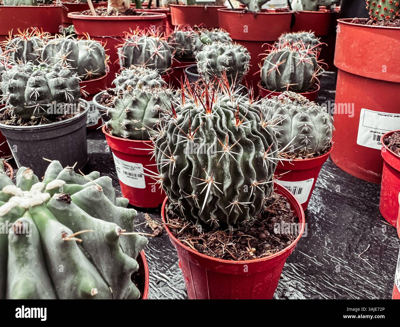 Bunch of cacti in red pots. The cacti are of different sizes and shapes ...