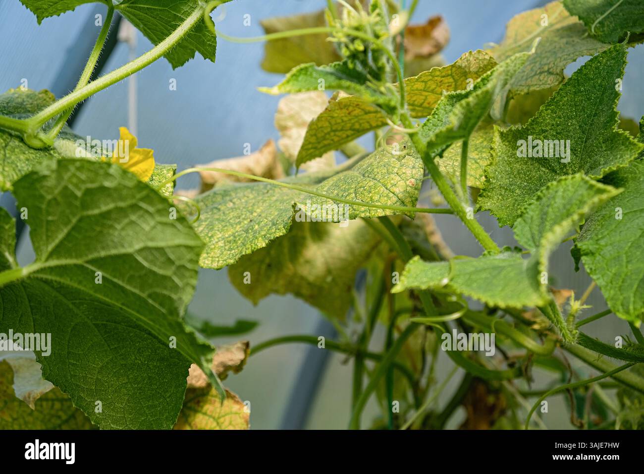 Cucumber leaves turning yellow due to nutrient deficiency in a ...