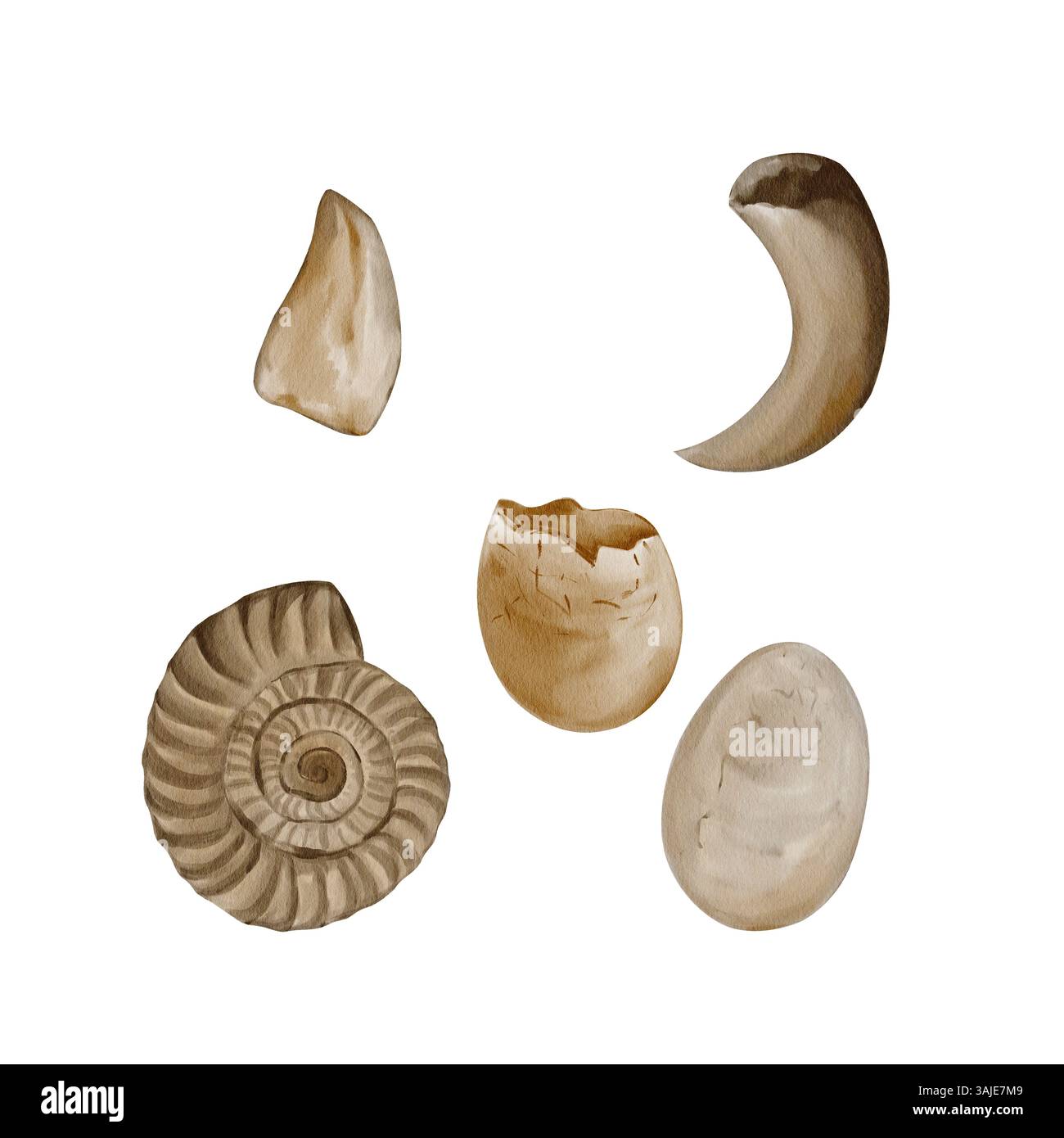 Set of fossils. Tooth and claw of a predator. Ammonite and dinosaur ...