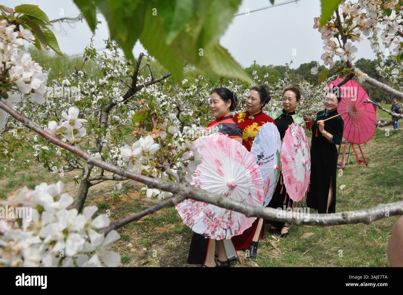 Cheongsam enthusiasts pose for photos at a cherry blossom park in ...