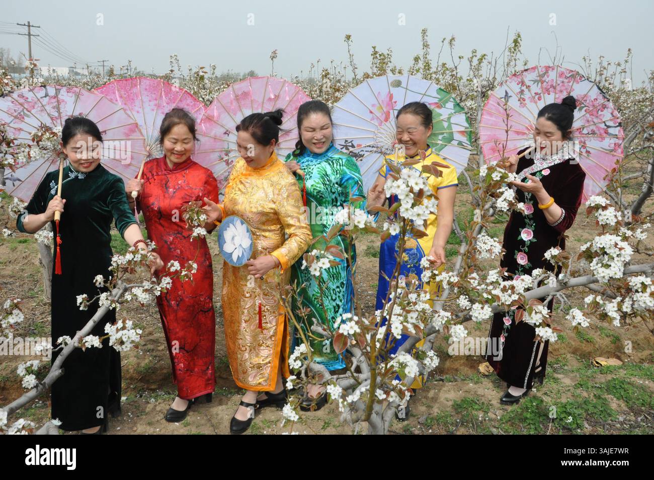 Cheongsam enthusiasts pose for photos at a cherry blossom park in ...