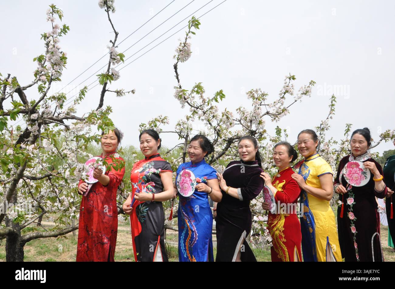 Cheongsam enthusiasts pose for photos at a cherry blossom park in ...