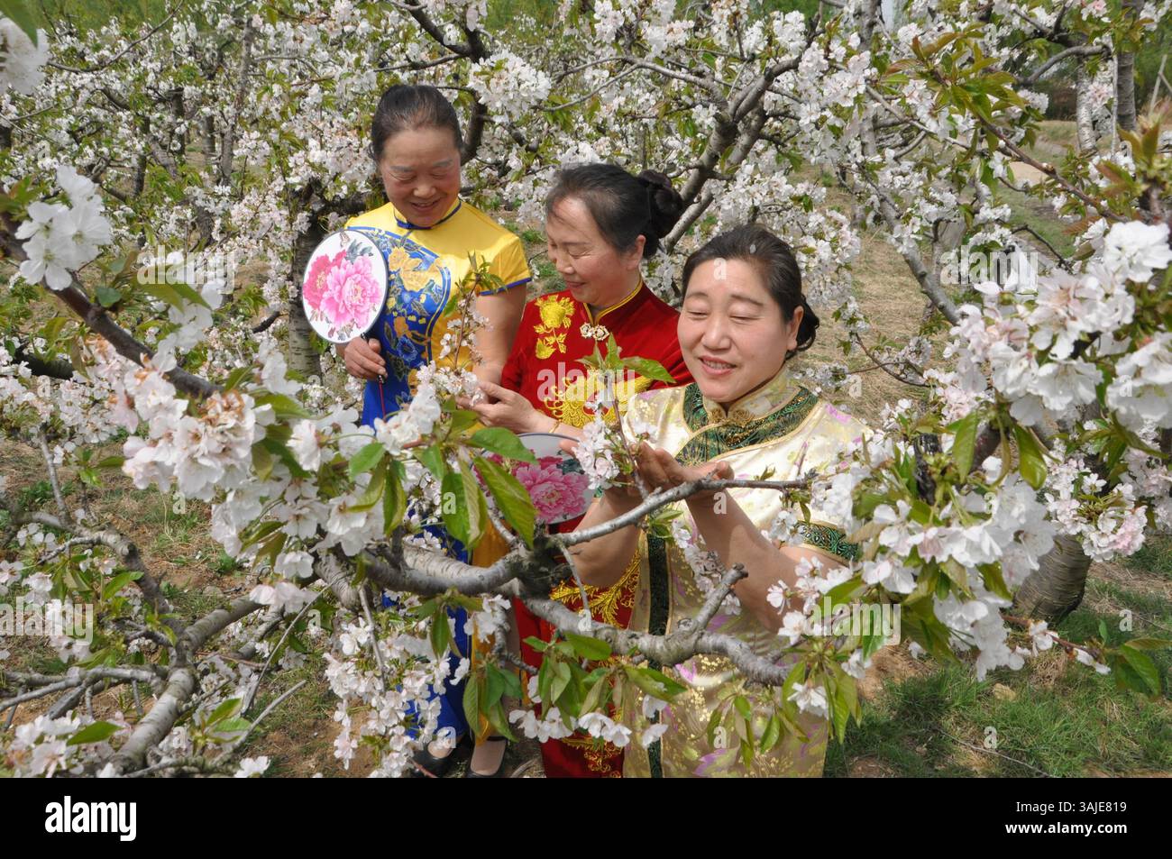 Cheongsam enthusiasts pose for photos at a cherry blossom park in ...
