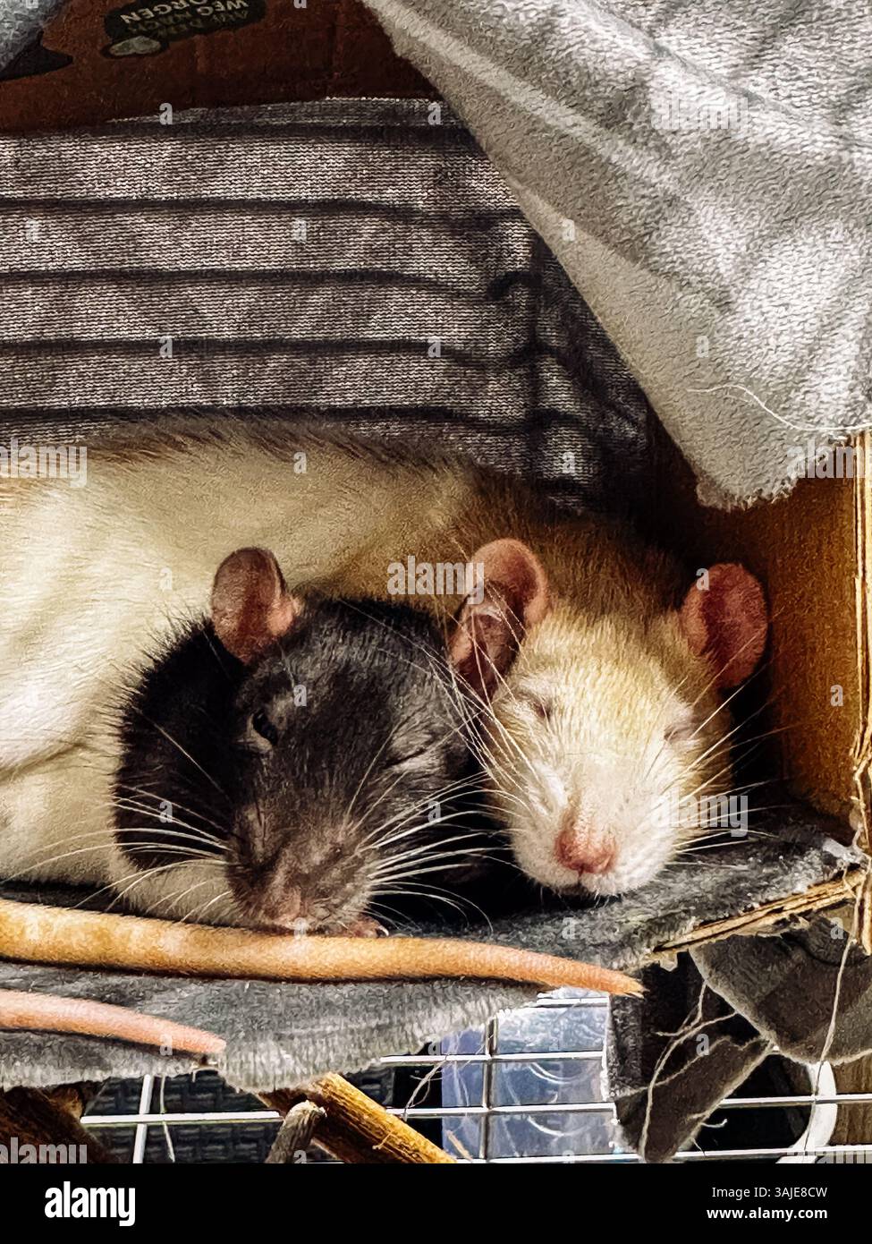 Two rats are sleeping in a cardboard box. The box is covered in a ...