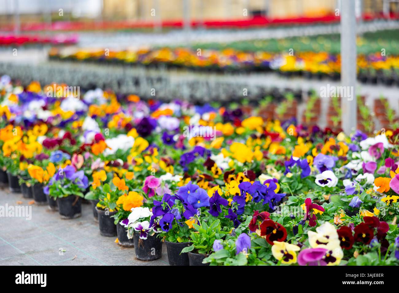 Burgundy pansies flowers in hi-res stock photography and images - Alamy