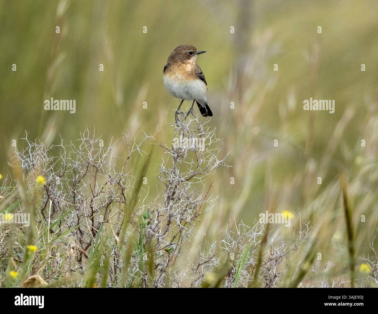 Female Eastern Black-eared Wheatear, (Oenanthe melanoleuca). Peyia ...