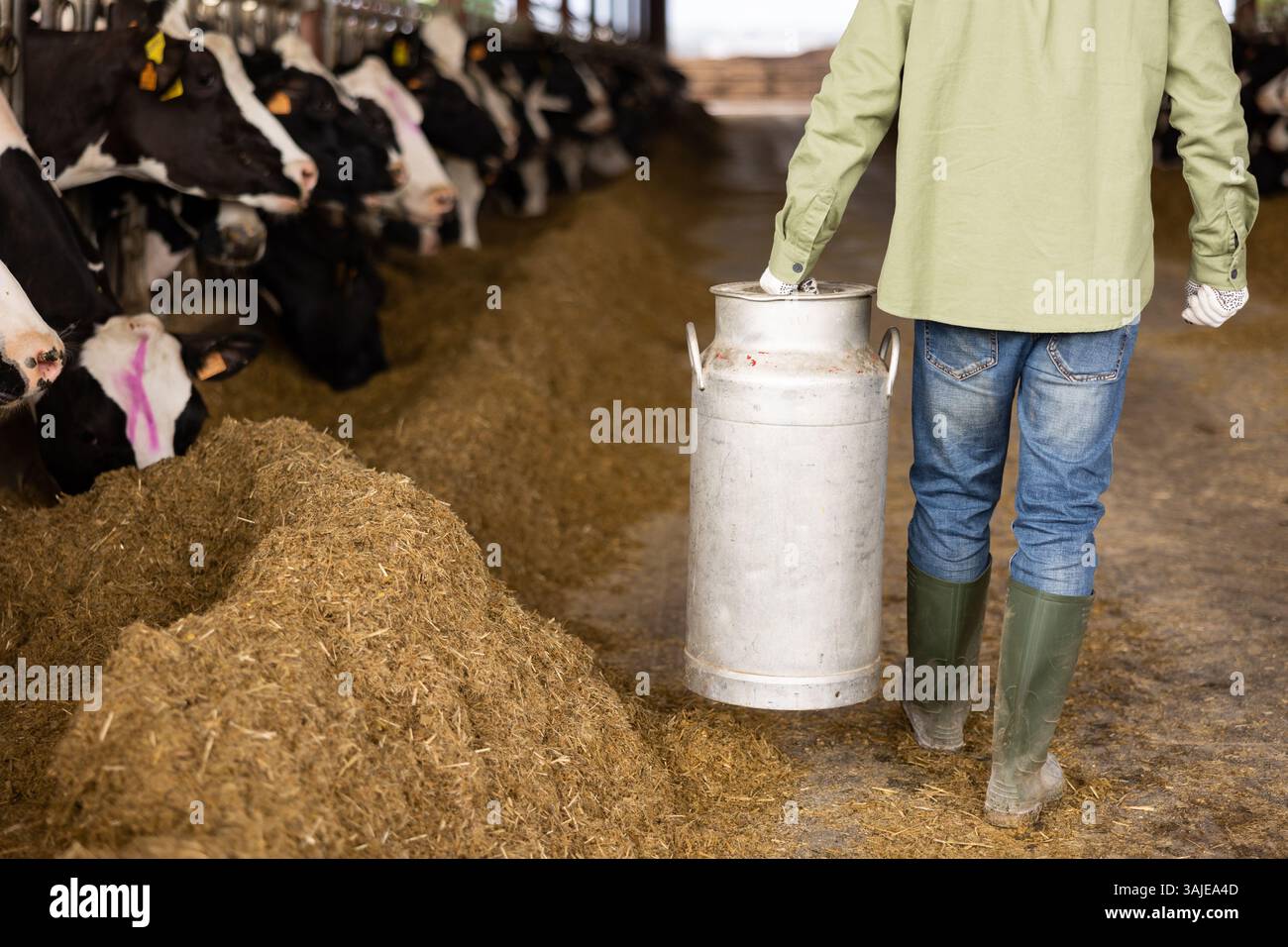 Farm worker walks through dairy farm and carries large milk can Stock ...