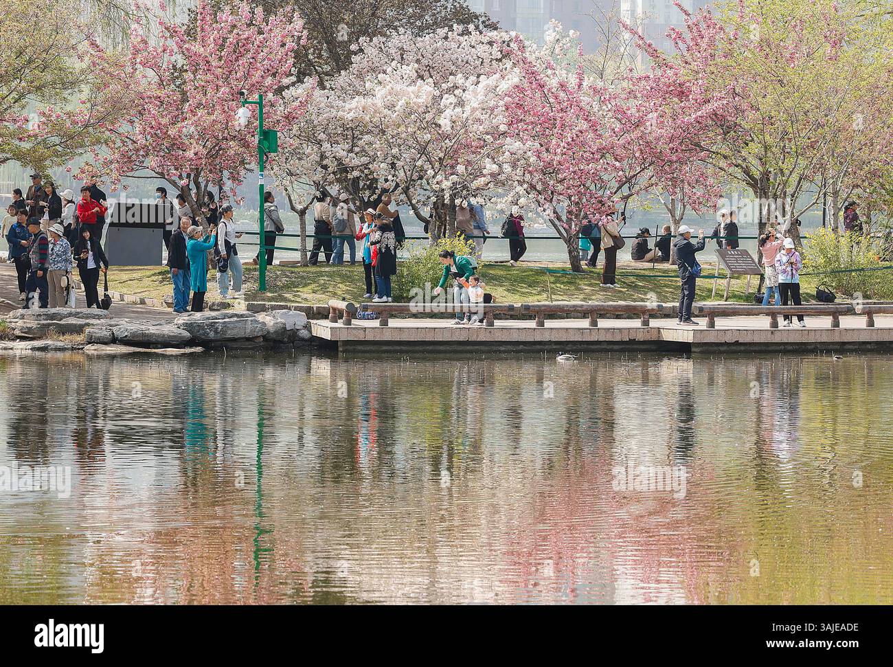Beijing, China. 10th Apr, 2025. Visitors take photos of cherry blossoms ...