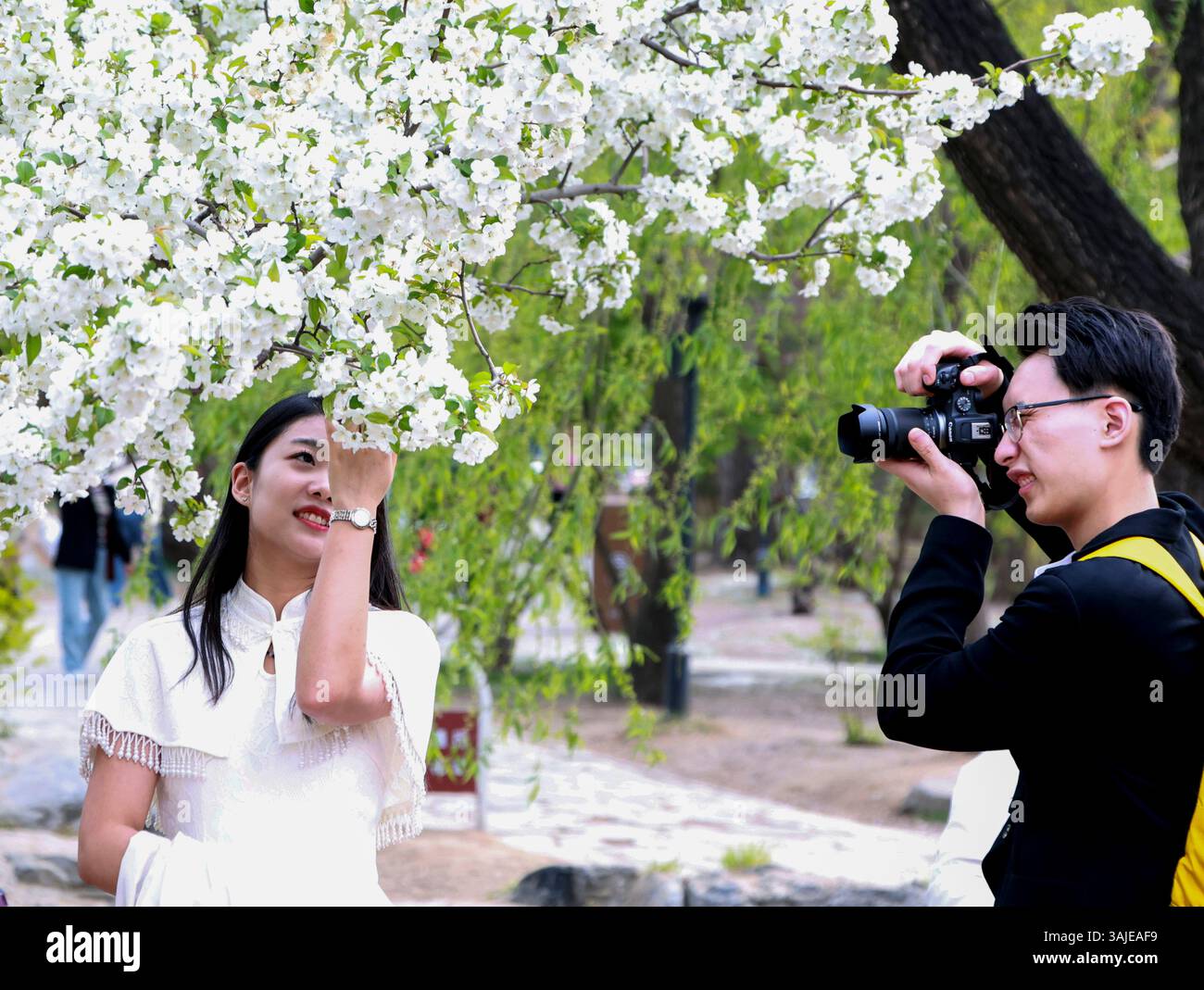 Beijing, China. 9th Apr, 2025. A visitor poses for photos amid cherry blossoms at Yuyuantan Park ...