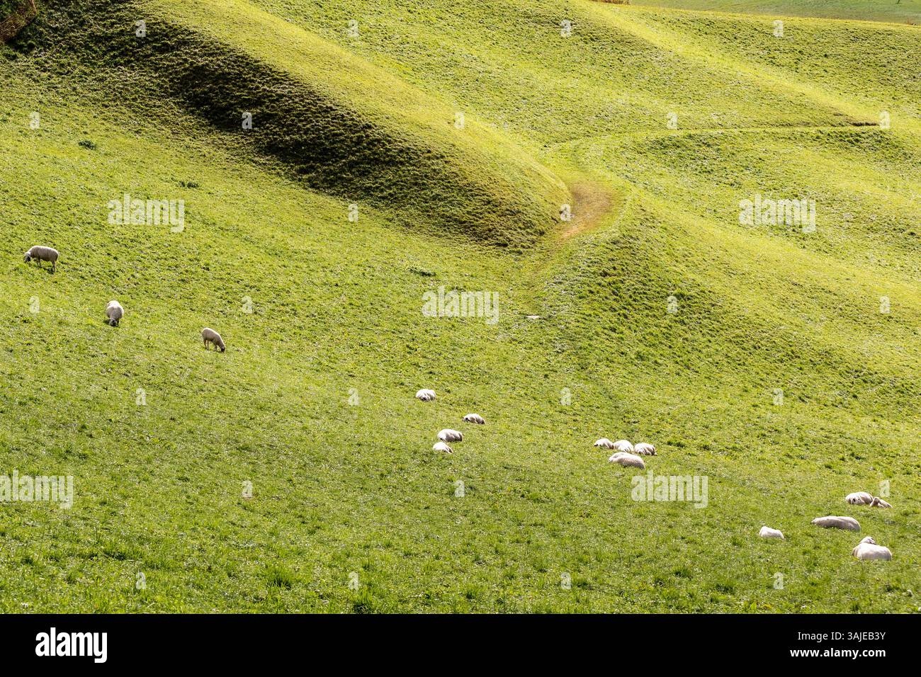 Few sheep eating grass hi-res stock photography and images - Alamy