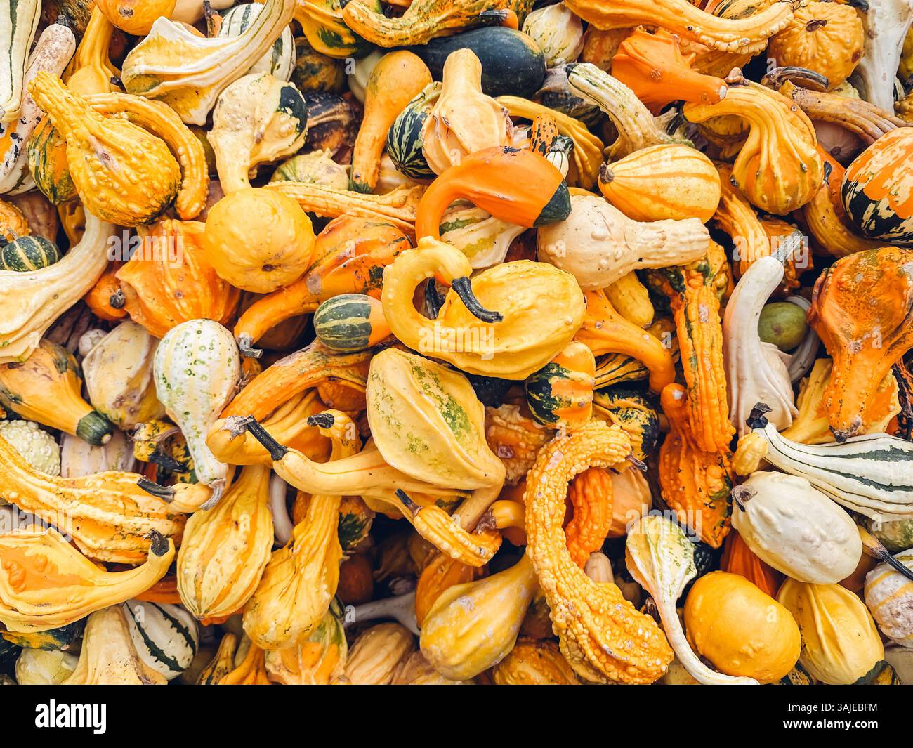 Pile of squash with some green leaves on them. The squash are all ...