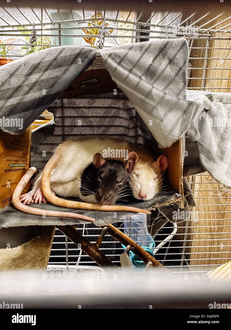 Two rats are sleeping in a cage. One is white and the other is black ...
