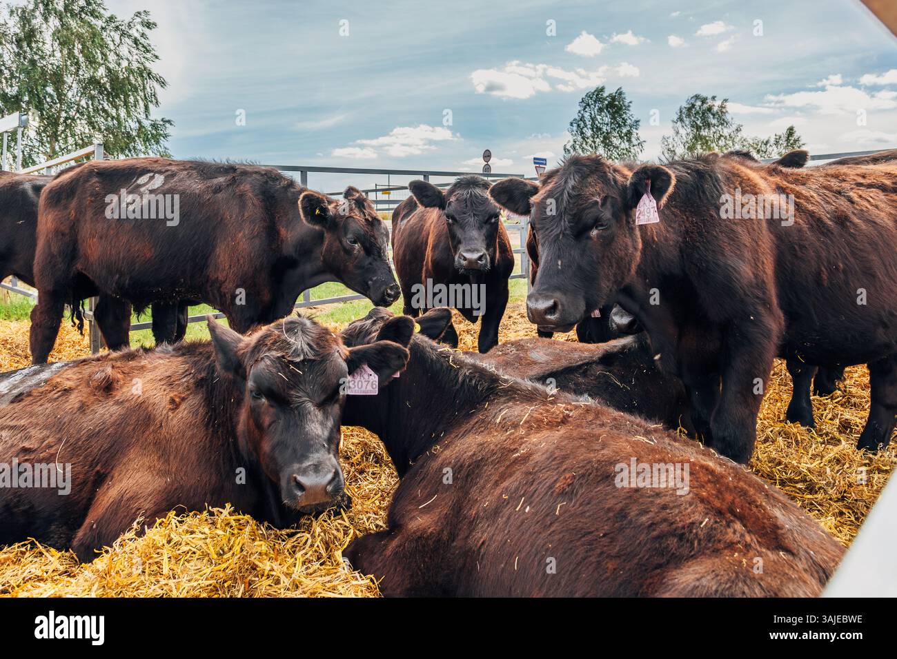 Black Angus calves in the open air Stock Photo - Alamy