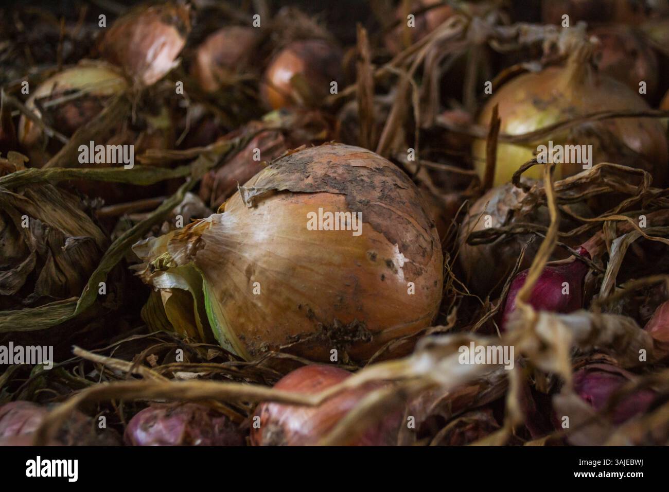 Pile of onions with one of them being rotten. The pile of onions is in ...
