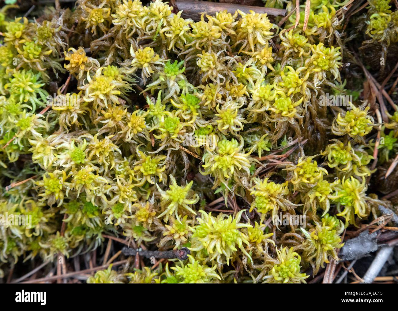 Curved horn species hi-res stock photography and images - Alamy