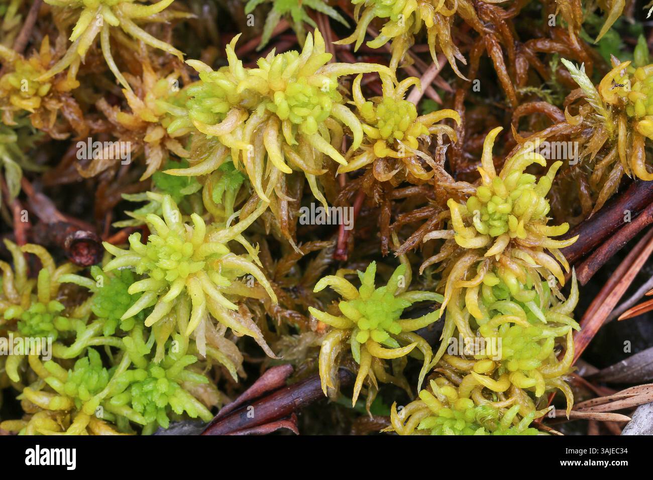 Sphagnum auriculatum has curved branches, the ‘cow horns’ Stock Photo ...
