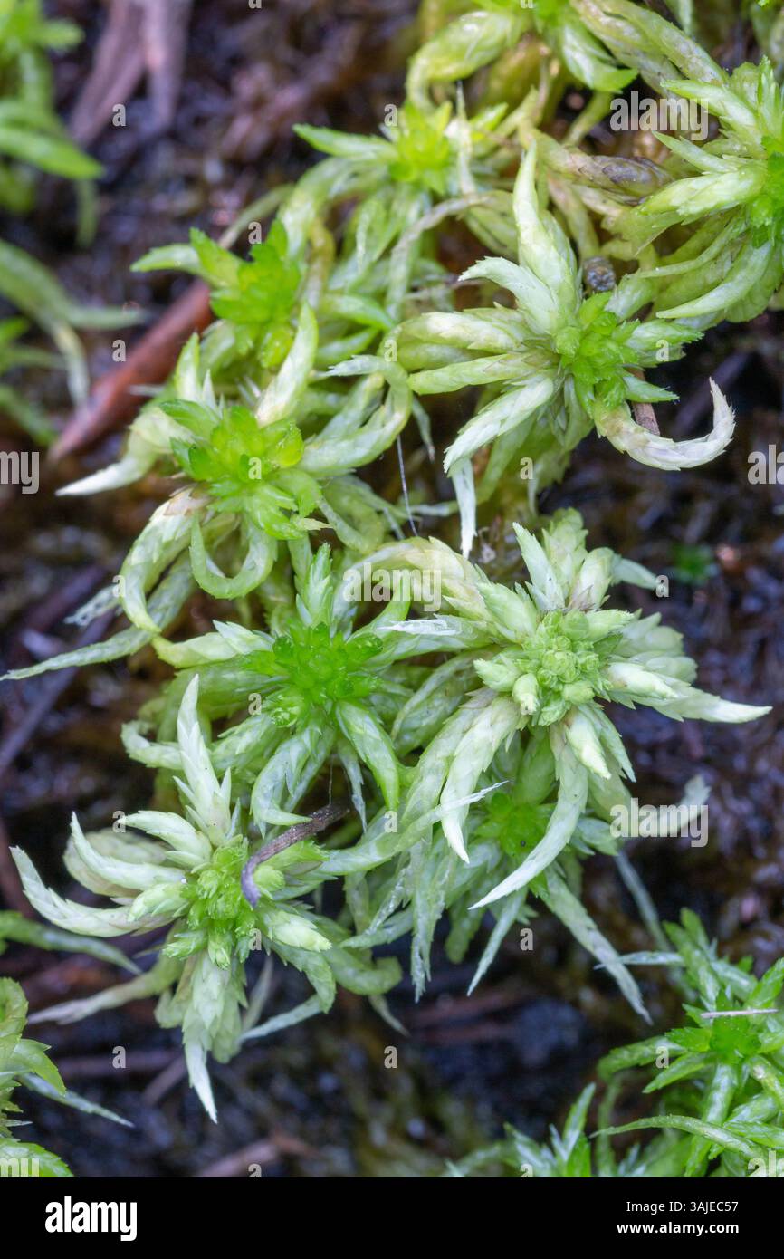 Horns growth hi-res stock photography and images - Alamy