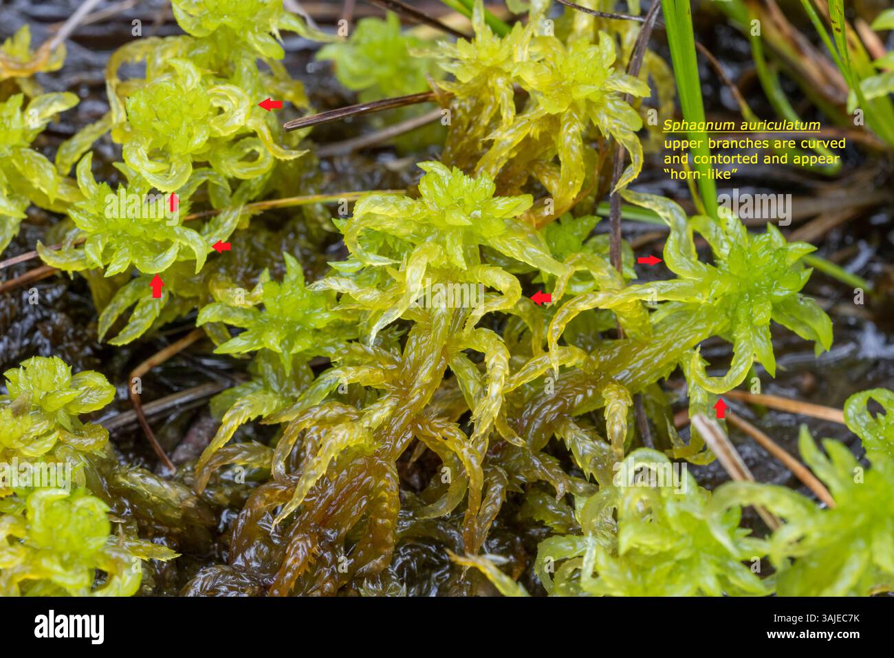 Sphagnum auriculatum has curved branches, the ‘cow horns’ Stock Photo ...