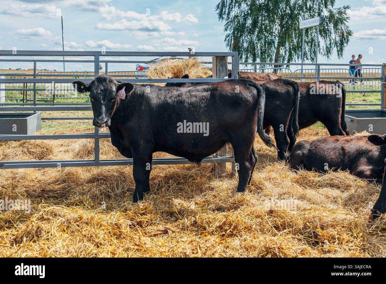 Black Angus calves in the open air Stock Photo - Alamy