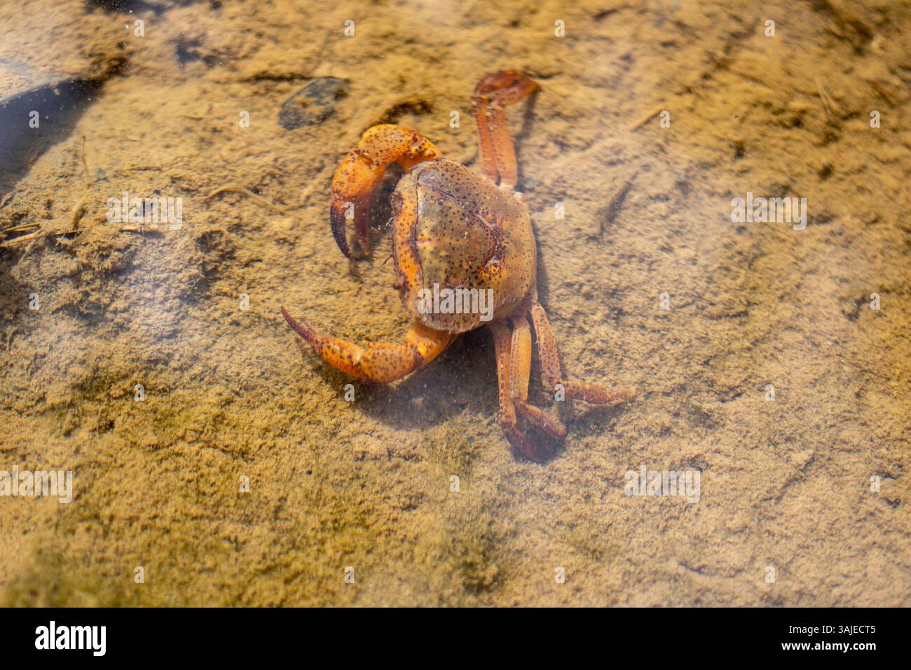 freshwater crab in the water on the forest, closeup of photo Stock Photo - Alamy
