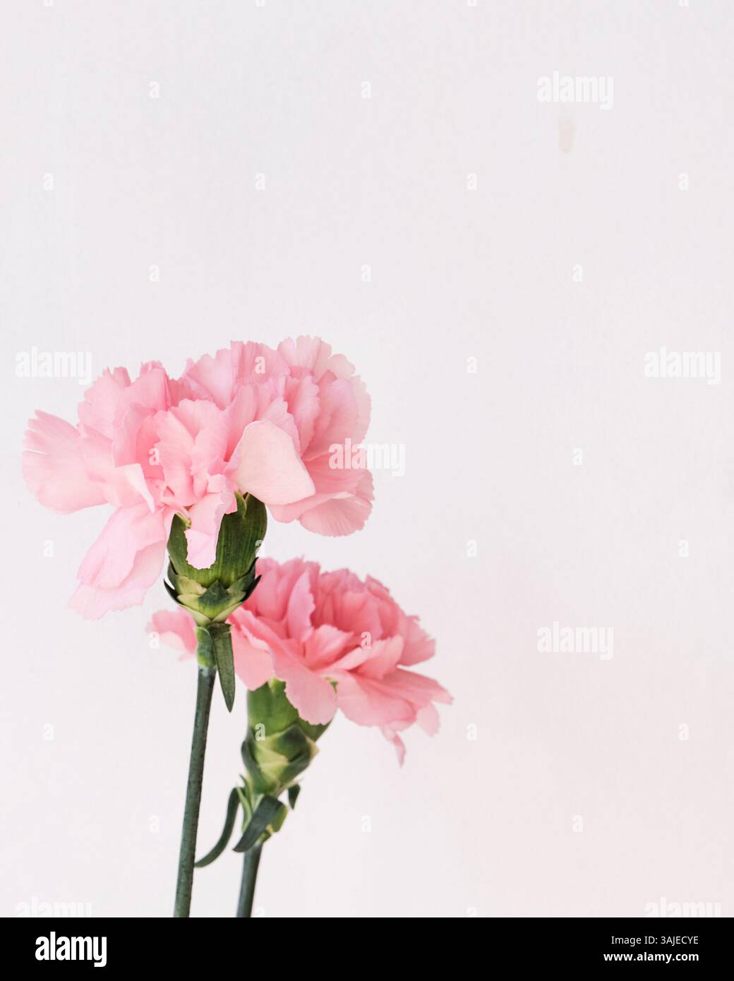 Light gentle pink flowers hi-res stock photography and images - Alamy