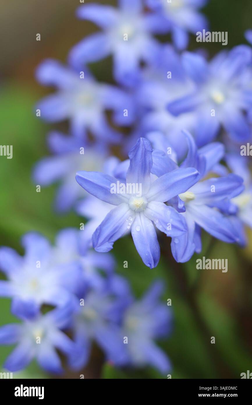 Spring blue flowering bulb Siberian Squill (Scilla Siberica) aka ...