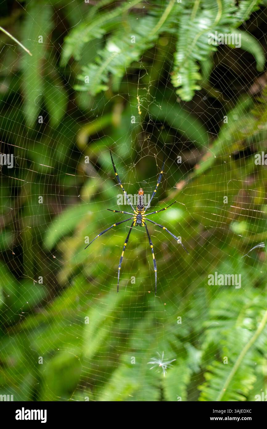 Golden Orb Weaver Spider in its Web Stock Photo - Alamy